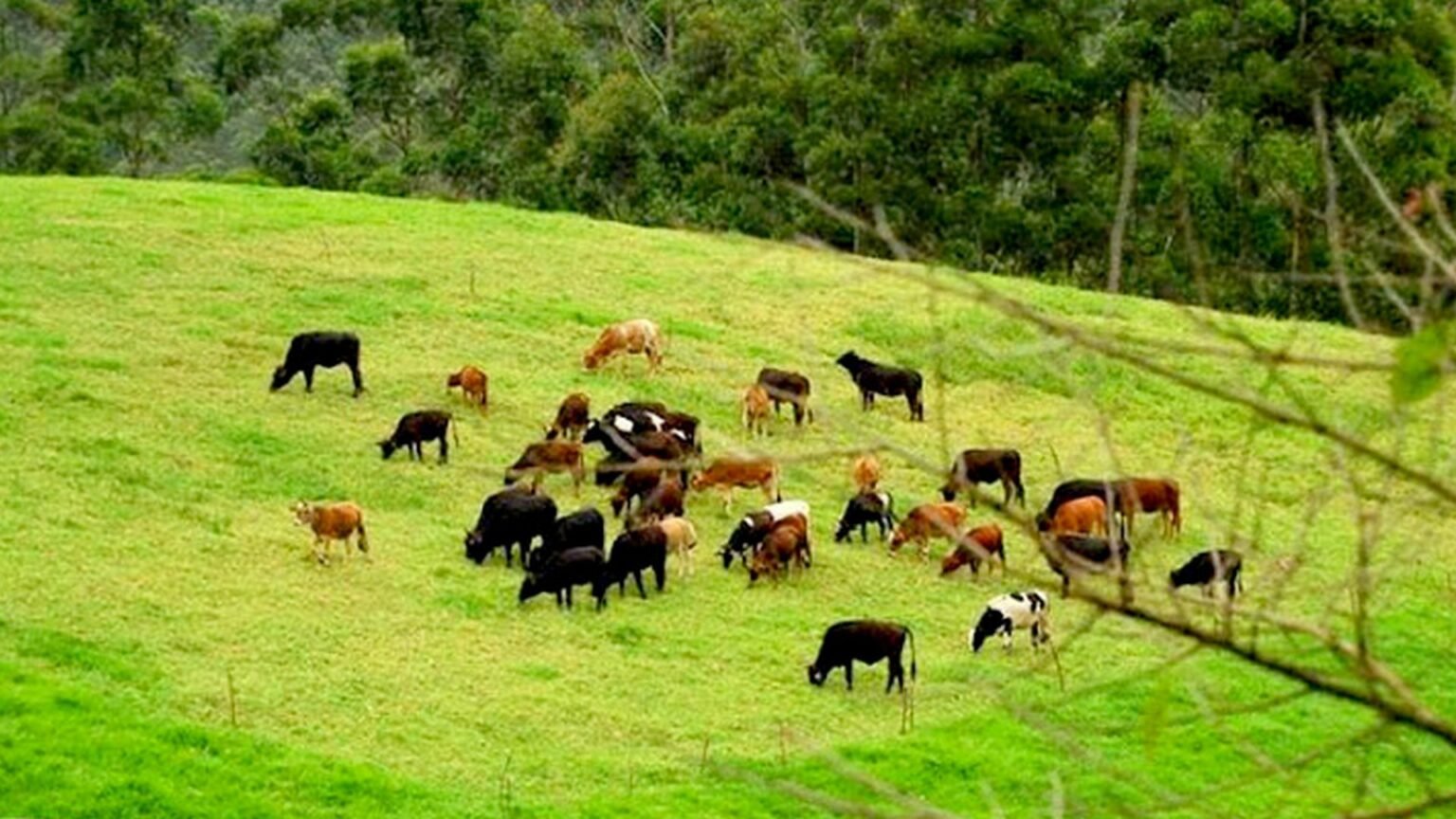 Things to do in Munnar, Top 10 Place to Visit in Munnar